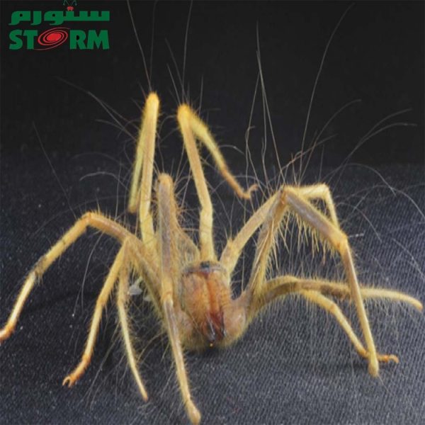 Wind spider - ستورم Storm