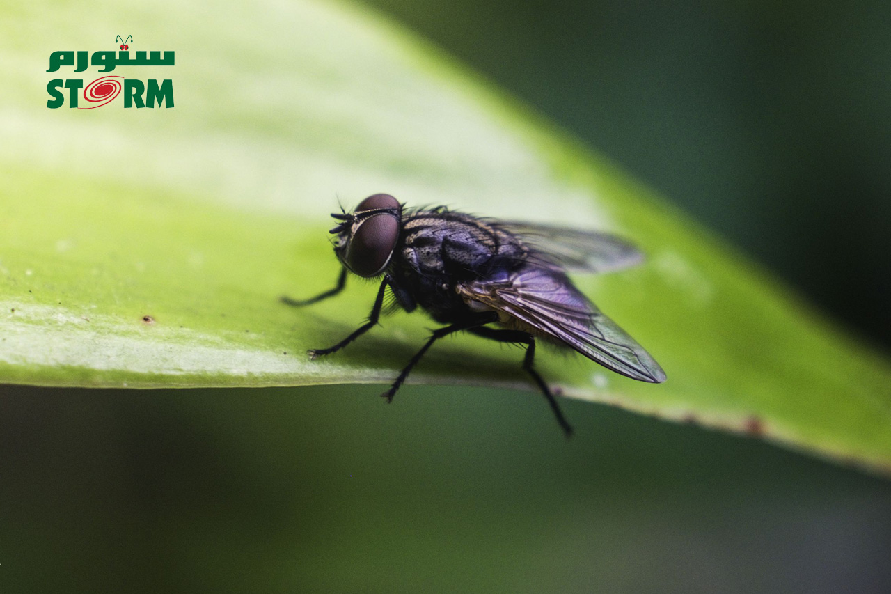 Flies the causes of their spread and methods of prevention and fight ...